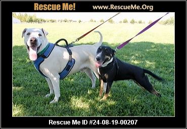 - New Mexico Dog Rescue - ADOPTIONS - Rescue Me!
