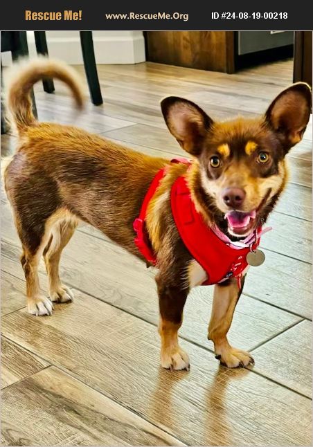 ADOPT 24081900218 ~ Corgi Rescue ~ Scottsdale, AZ