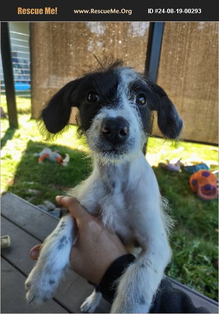 ADOPT 24081900293 ~ Australian Shepherd Rescue ~ Bellingham, WA