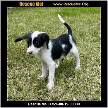 - Washington Dog Rescue - ADOPTIONS - Rescue Me!