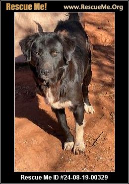 - Oklahoma Mutt Rescue - ADOPTIONS - Rescue Me!