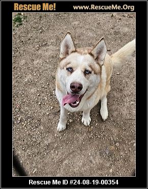 - Virginia Siberian Husky Rescue - ADOPTIONS - Rescue Me!