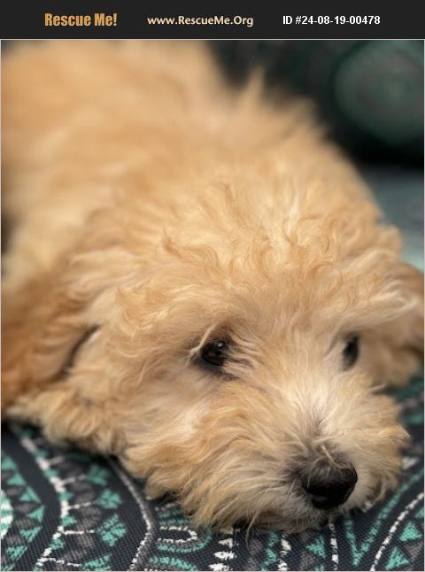 ADOPT 24081900478 ~ Bichon Frise Rescue ~ Parker, CO