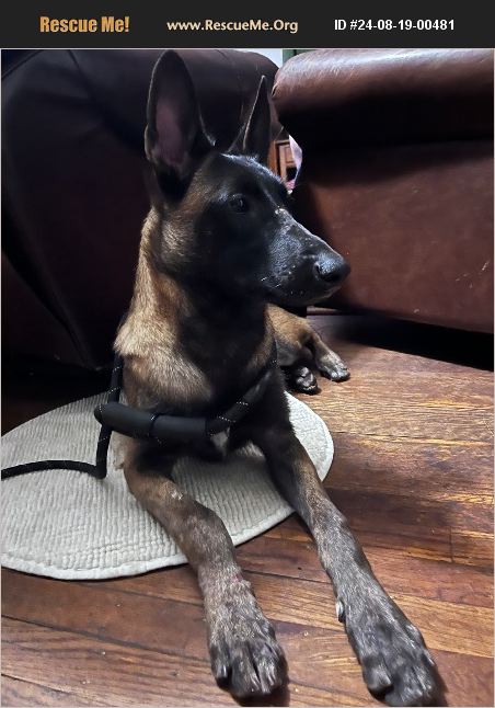 ADOPT 24081900481 ~ Belgian Malinois Rescue ~ Hayward, CA