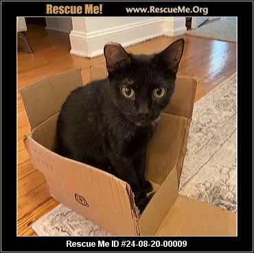 - Virginia Cat Rescue - ADOPTIONS - Rescue Me!