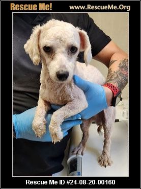 - Massachusetts Mutt Rescue - ADOPTIONS - Rescue Me!