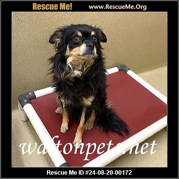 - Georgia Yorkie Rescue - ADOPTIONS - Rescue Me!