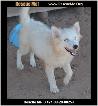 - Arizona Pomeranian Rescue - ADOPTIONS - Rescue Me!