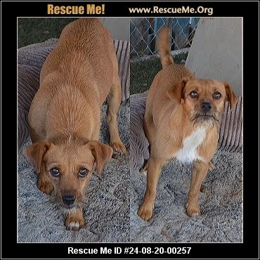 - Arizona Yorkie Rescue - ADOPTIONS - Rescue Me!