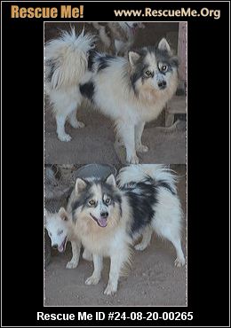 - Arizona Pomeranian Rescue - ADOPTIONS - Rescue Me!