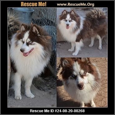 - Arizona Pomeranian Rescue - ADOPTIONS - Rescue Me!