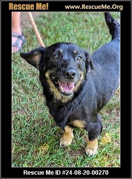 - Georgia Dog Rescue - ADOPTIONS - Rescue Me!