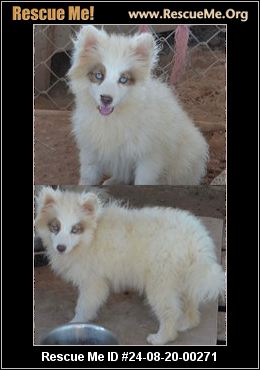 - Arizona Pomeranian Rescue - ADOPTIONS - Rescue Me!
