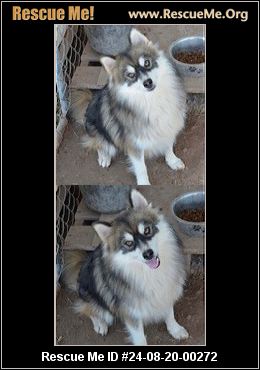 - Arizona Pomeranian Rescue - ADOPTIONS - Rescue Me!