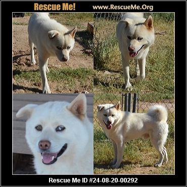 - Arizona Pomeranian Rescue - ADOPTIONS - Rescue Me!