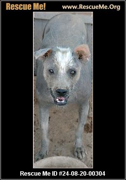 - Arizona Chinese Crested Rescue - ADOPTIONS - Rescue Me!