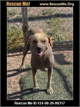 - Arizona Chinese Crested Rescue - ADOPTIONS - Rescue Me!