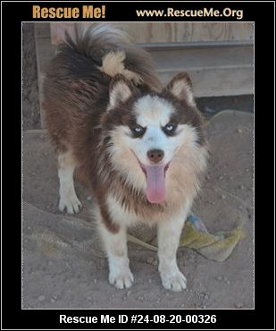 - Arizona Pomeranian Rescue - ADOPTIONS - Rescue Me!