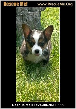 - Michigan Dog Rescue - ADOPTIONS - Rescue Me!