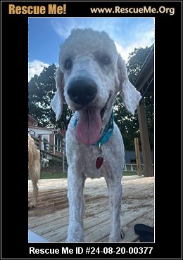 - Alabama Dog Rescue - ADOPTIONS - Rescue Me!