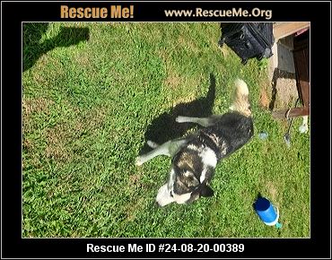 - Ohio Siberian Husky Rescue - ADOPTIONS - Rescue Me!