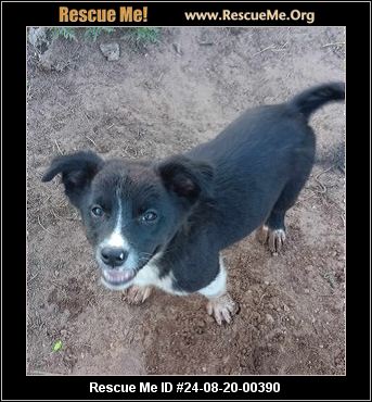 - Washington Dog Rescue - ADOPTIONS - Rescue Me!