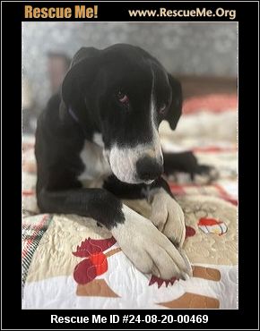 - Oklahoma Boxer Rescue - ADOPTIONS - Rescue Me!