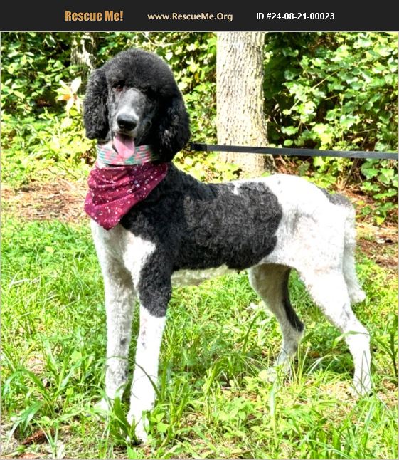 ADOPT 24082100023 ~ Poodle Rescue ~ Hortense, GA