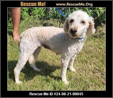- Pennsylvania Poodle Rescue - ADOPTIONS - Rescue Me!