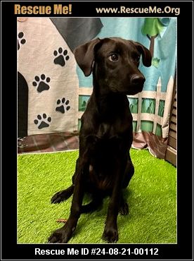 - Georgia Dog Rescue - ADOPTIONS - Rescue Me!