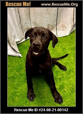 - Georgia Dog Rescue - ADOPTIONS - Rescue Me!