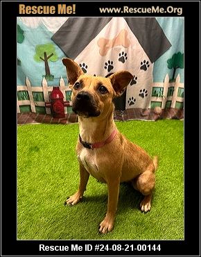 - Georgia Dog Rescue - ADOPTIONS - Rescue Me!