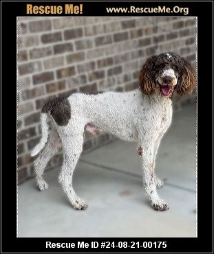- Georgia Poodle Rescue - ADOPTIONS - Rescue Me!