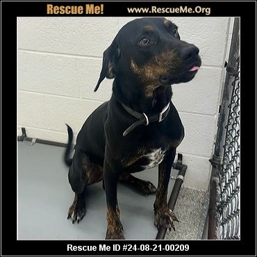 - North Carolina Doberman Pinscher Rescue - ADOPTIONS - Rescue Me!