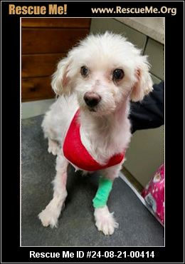 - New York Dog Rescue - ADOPTIONS - Rescue Me!