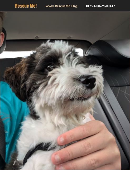 ADOPT 24082100447 ~ Havanese Rescue ~ Spring Lake, MI