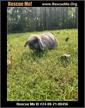 - Virginia Rabbit Rescue - ADOPTIONS - Rescue Me!