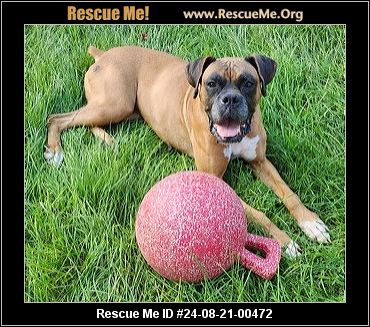 - Iowa Dog Rescue - ADOPTIONS - Rescue Me!