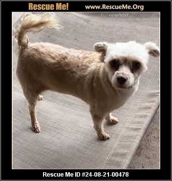 - Arizona Yorkie Rescue - ADOPTIONS - Rescue Me!