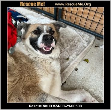 - Texas Saint Bernard Rescue - ADOPTIONS - Rescue Me!