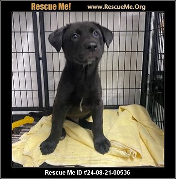 - Illinois Dog Rescue - ADOPTIONS - Rescue Me!