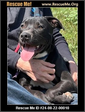 - Pennsylvania Lab Rescue - ADOPTIONS - Rescue Me!
