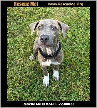 - Massachusetts Dog Rescue - ADOPTIONS - Rescue Me!