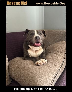 - New Jersey Pit Bull Rescue - ADOPTIONS - Rescue Me!