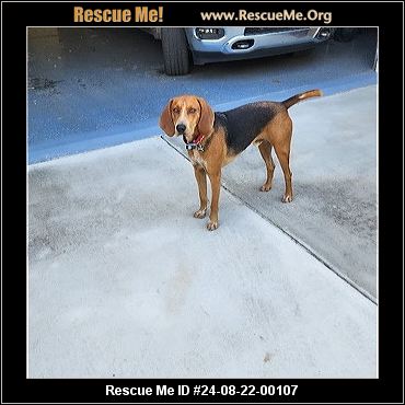 - South Carolina Dog Rescue - ADOPTIONS - Rescue Me!