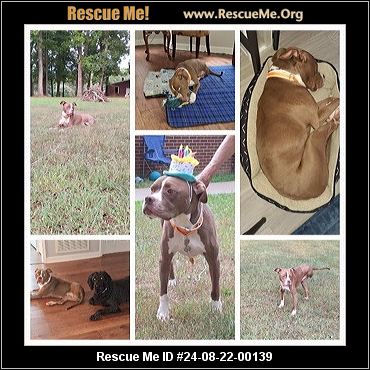 - Florida Boxer Rescue - ADOPTIONS - Rescue Me!