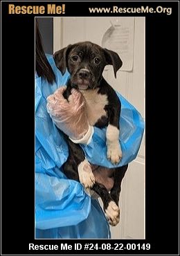 - Missouri Boxer Rescue - ADOPTIONS - Rescue Me!