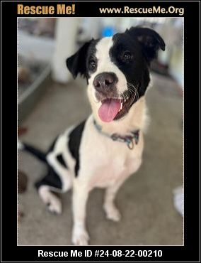 - Florida Border Collie Rescue - ADOPTIONS - Rescue Me!