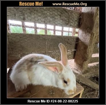 - Virginia Rabbit Rescue - ADOPTIONS - Rescue Me!