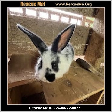 - Virginia Rabbit Rescue - ADOPTIONS - Rescue Me!